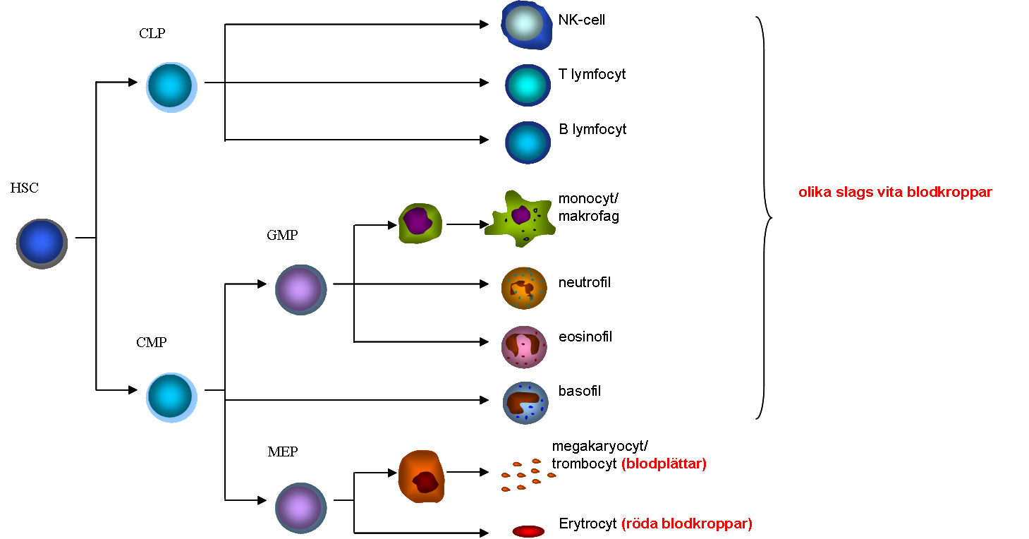 Blodstamceller ger nya möjligheter för leukemiforskningen – Vetenskap ...