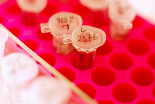 Jahrepriser till forskare vid Lunds universitet – Vetenskap och Hälsa