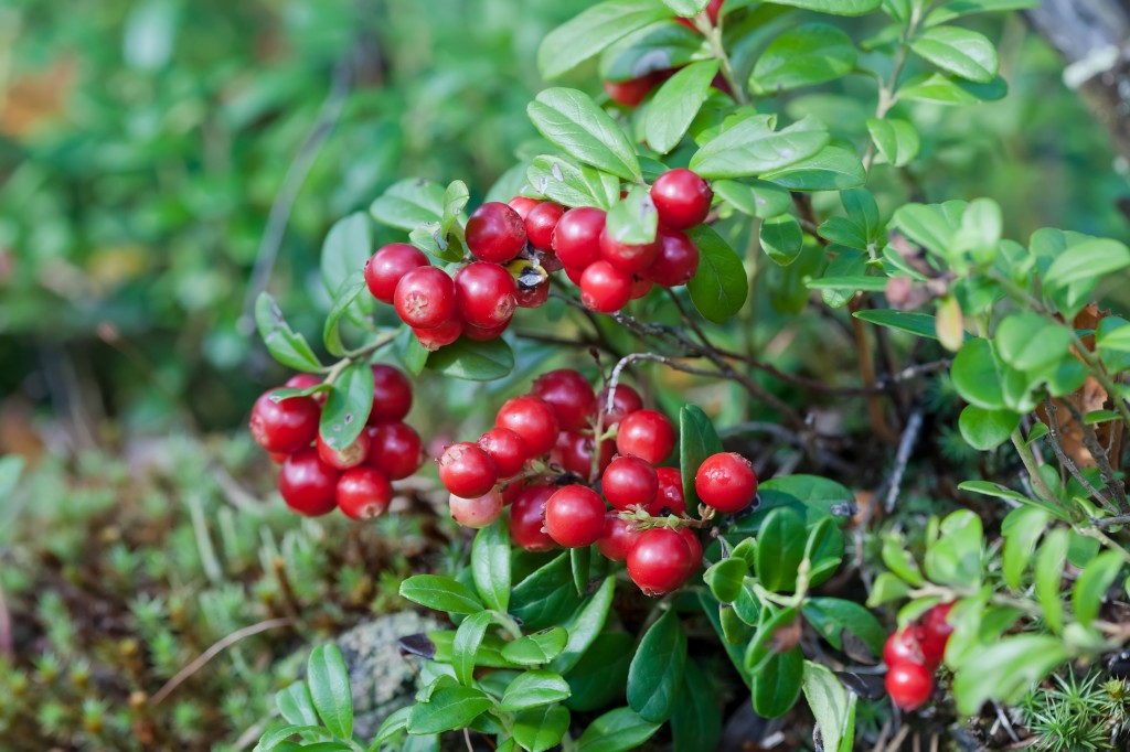 Lingon stoppar effekterna av fet kost – Vetenskap och Hälsa
