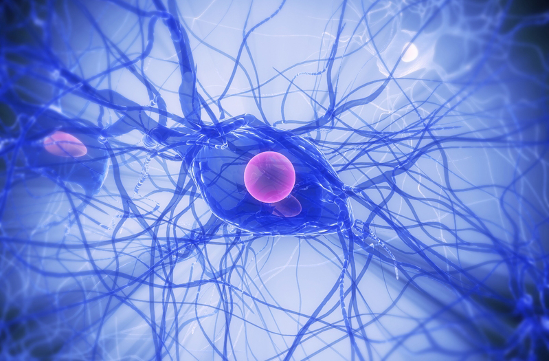 Transplanterade nervceller byggs in i strokeskadad råtthjärna ...
