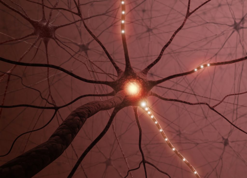 Nervceller kan lära sig tidsinställda mönster – Vetenskap och Hälsa