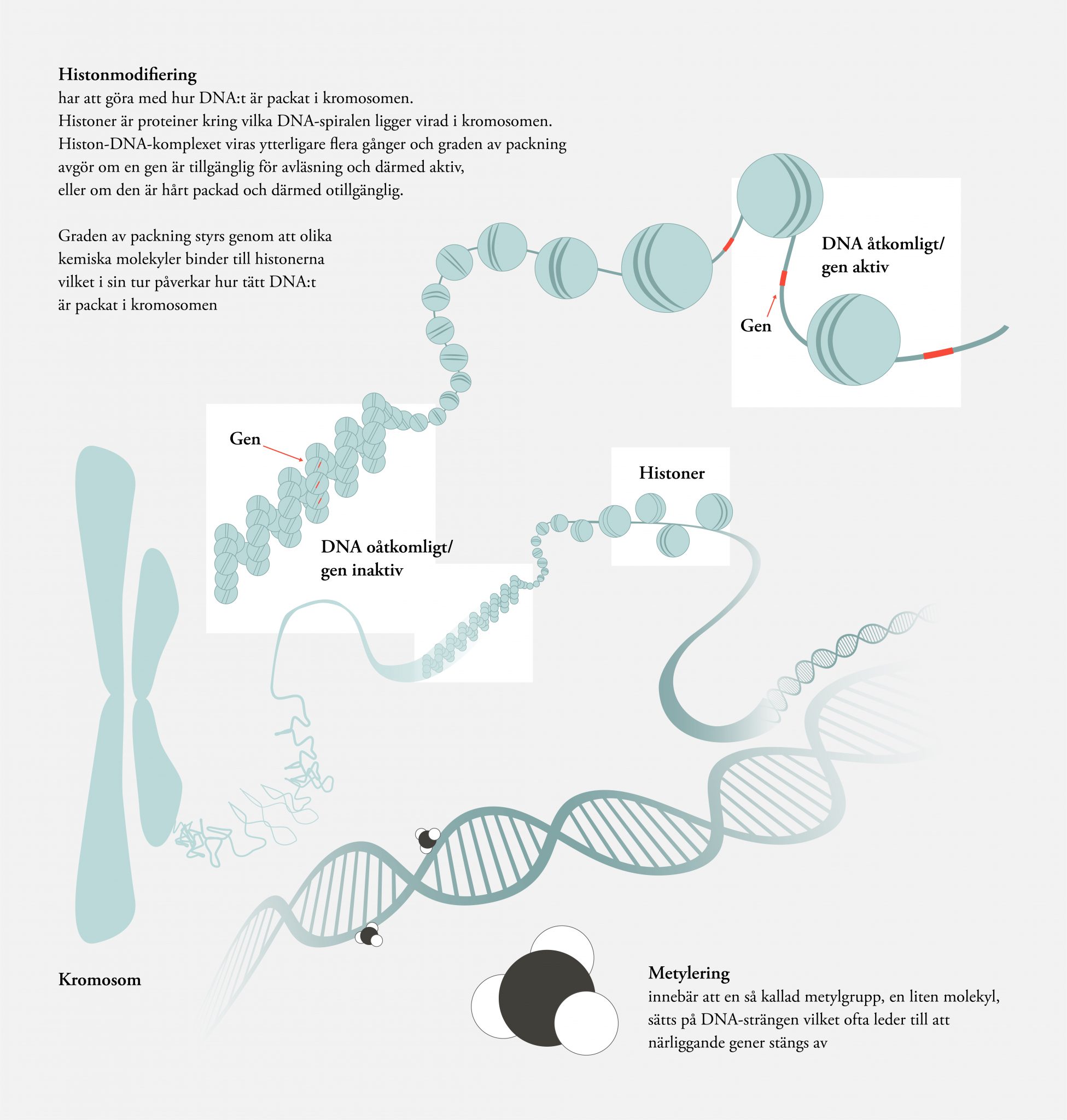 Fakta epigenetik – Vetenskap och Hälsa