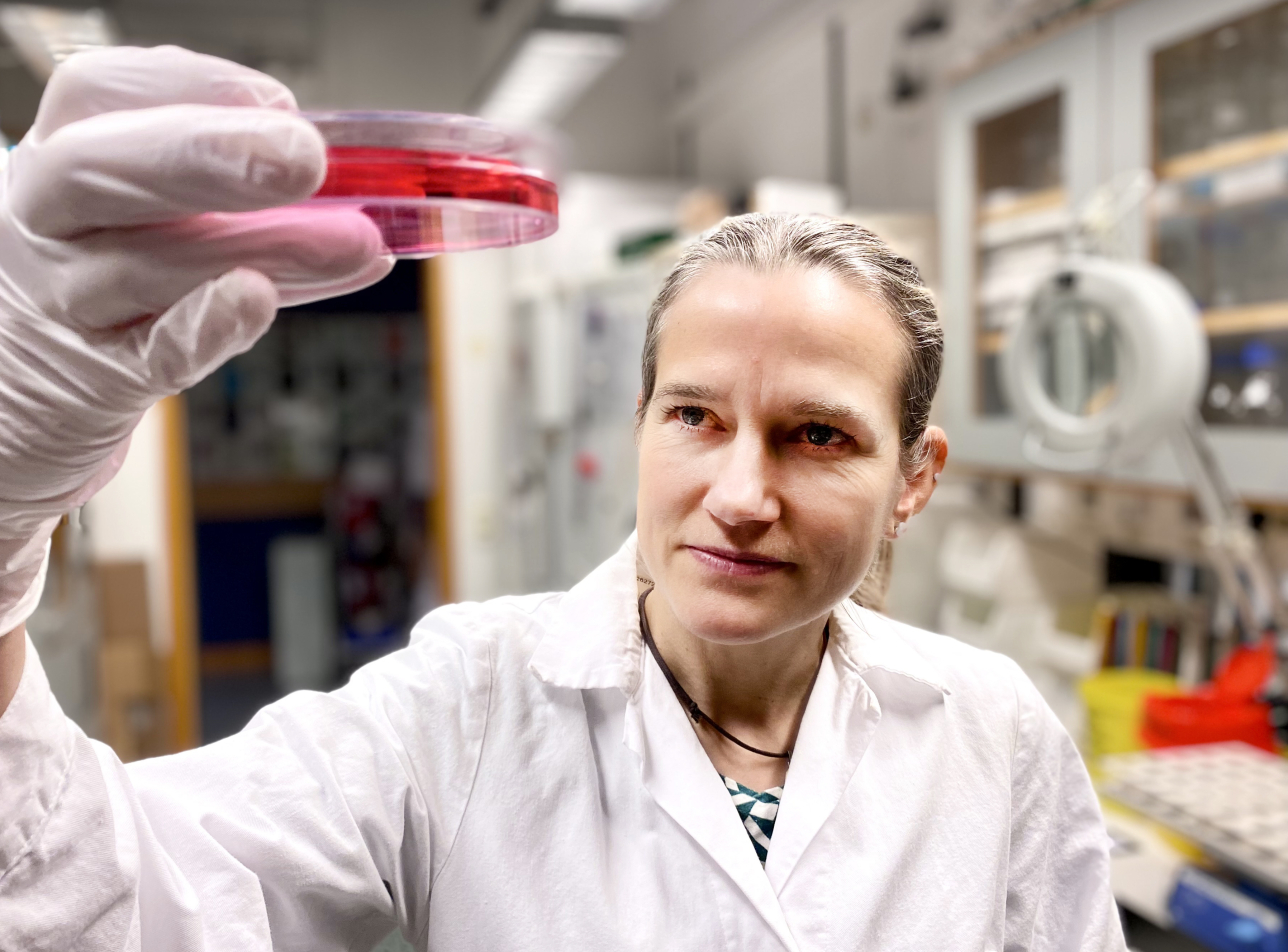 Hon odlar miniatyrhjärnor – Vetenskap och Hälsa